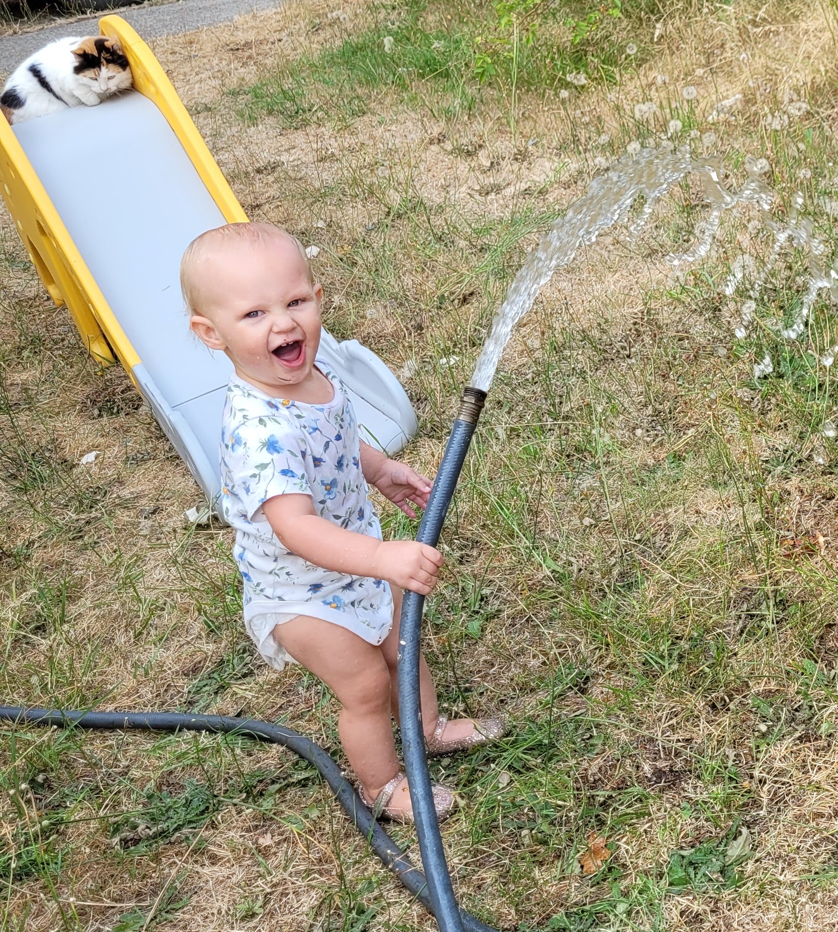 The Quest for High Protein Snacks - Pollywog